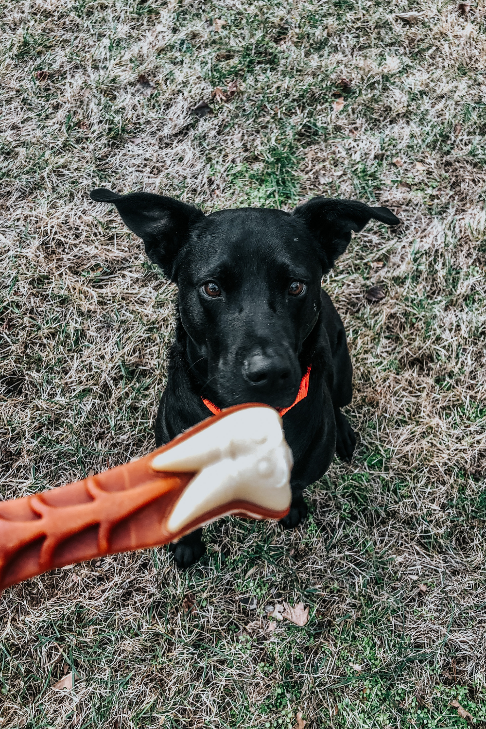 Keep Your Dog Healthier by the Smile | WHIMZEES Brushzees