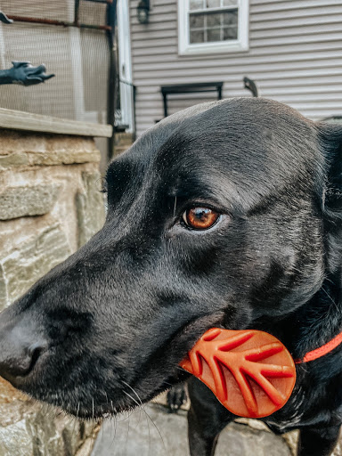 Keep Your Dog Healthier by the Smile | WHIMZEES Brushzees